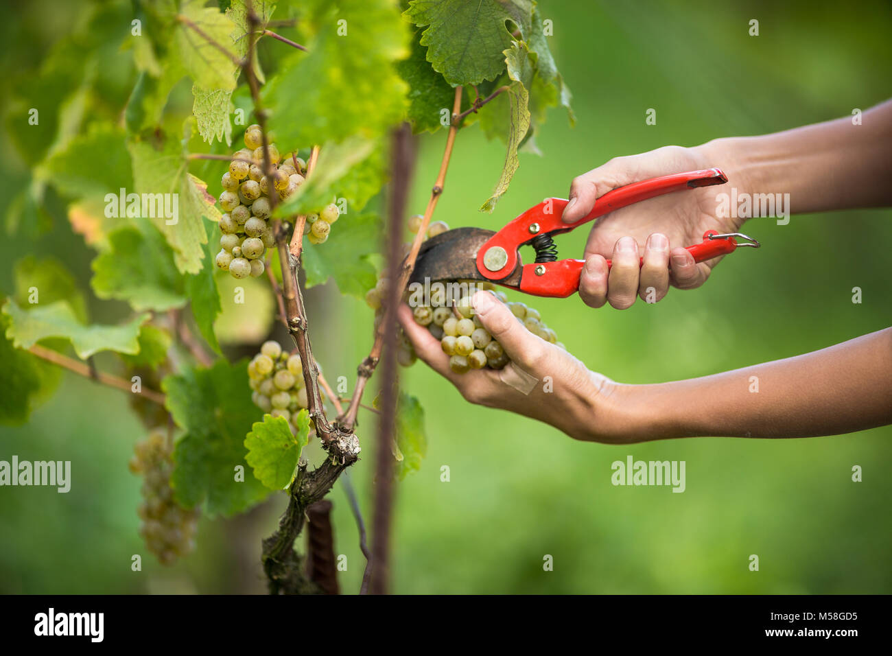 Mains d'une femme de vin blanc de la récolte des raisins de la vigne ...