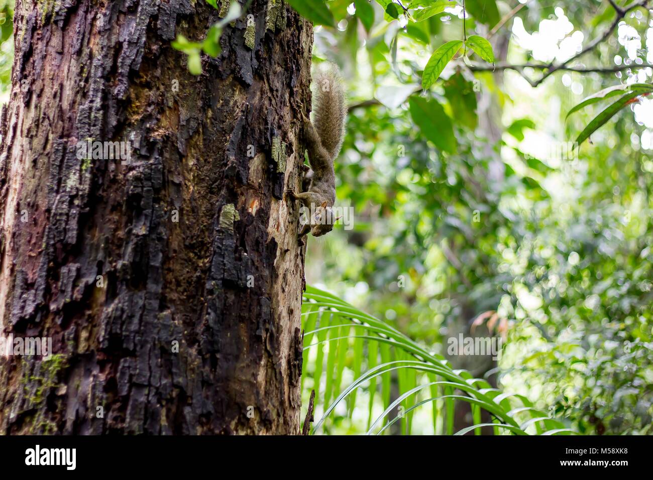 Esquilo do brasil Banque de photographies et d’images à haute ...
