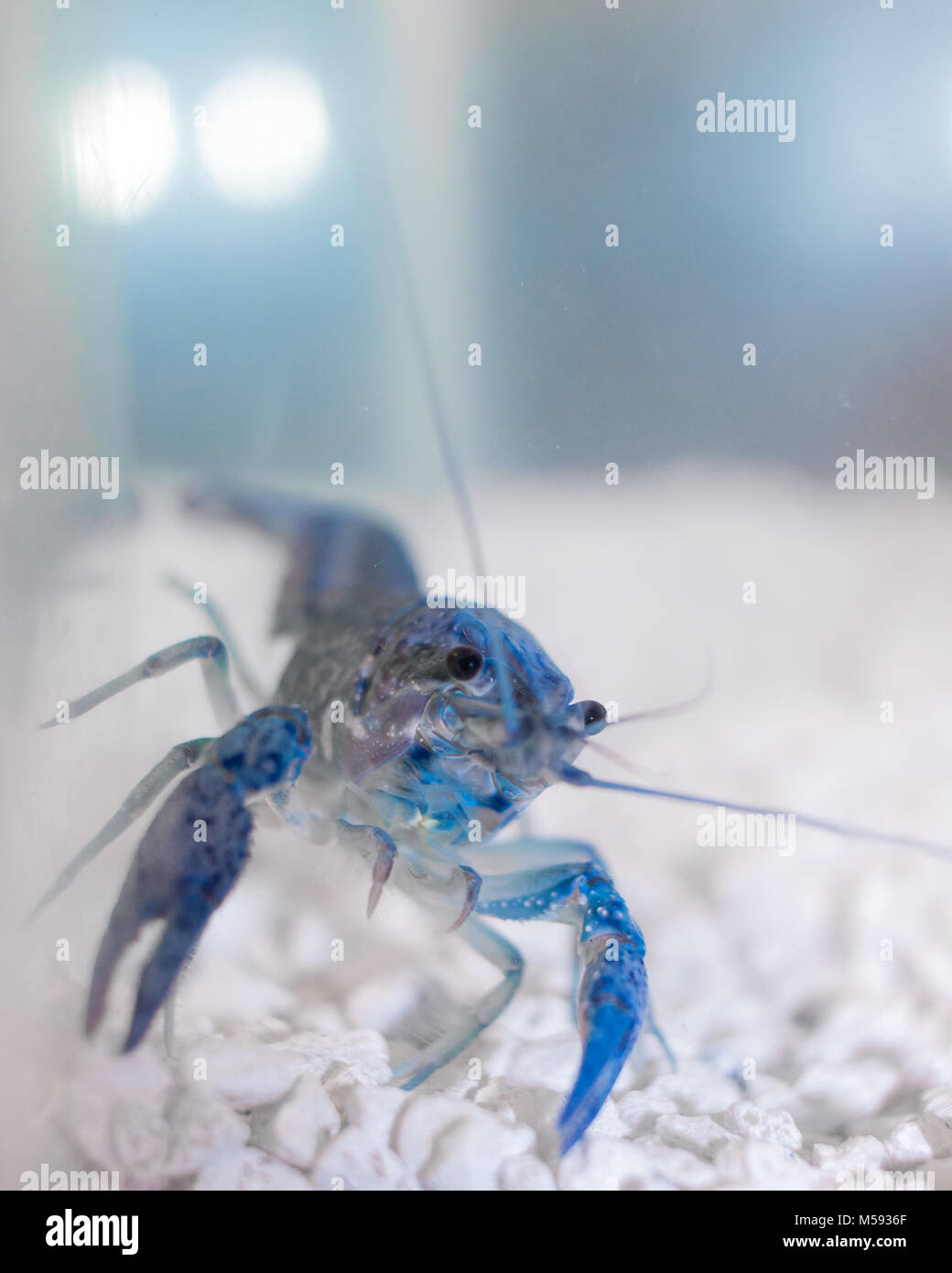 Homard bleu Banque de photographies et d’images à haute résolution - Alamy