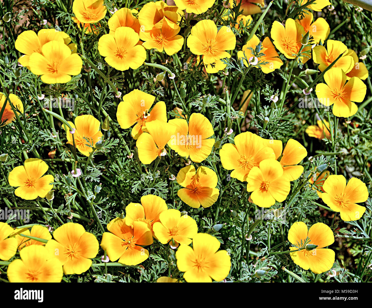 Eschscholzia fleurs Banque de photographies et d’images à haute ...