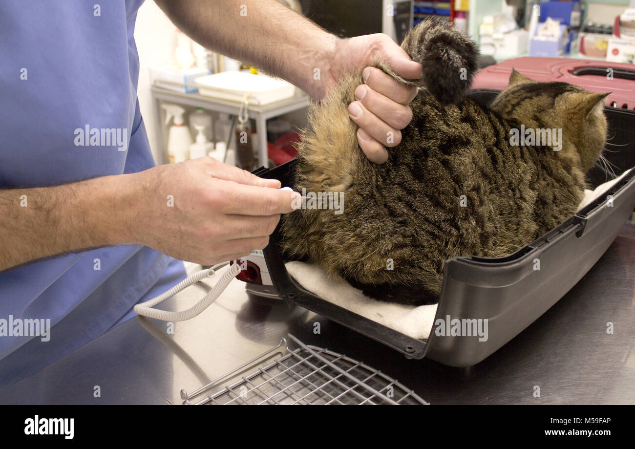 Rectal thermometer Banque de photographies et d’images à haute ...