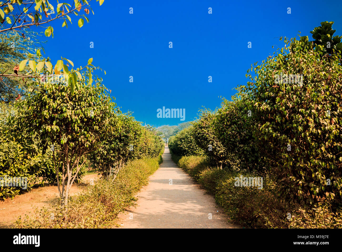 Parcs, forêts, plantes et espace vert paysage magnifique en Inde Photo ...