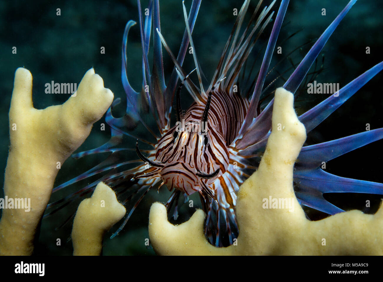 Les espèces envahissantes, la rascasse volante (Pterois volitans) au ...