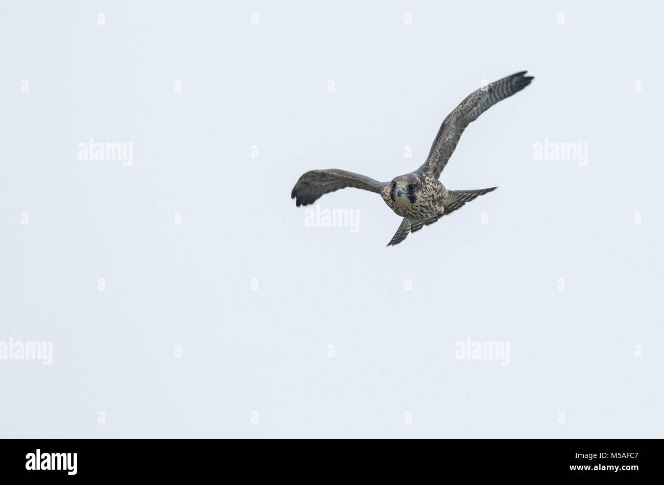 Jeune faucon Banque de photographies et d’images à haute résolution - Alamy