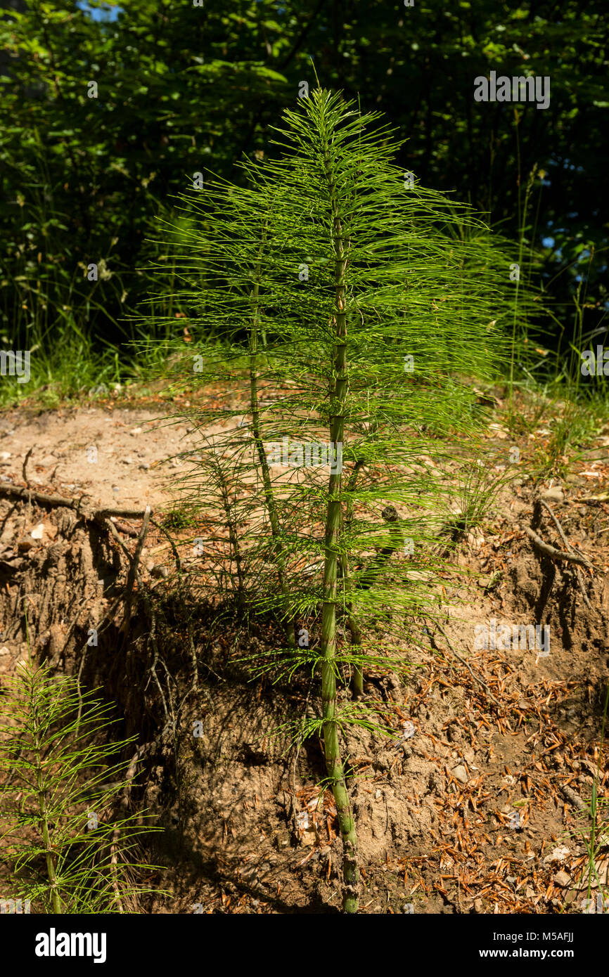 Equisetum telmateia Banque de photographies et d’images à haute ...