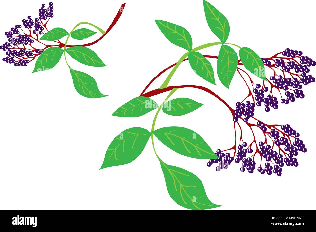 Un cartoon illustration de sureau Image Vectorielle Stock - Alamy