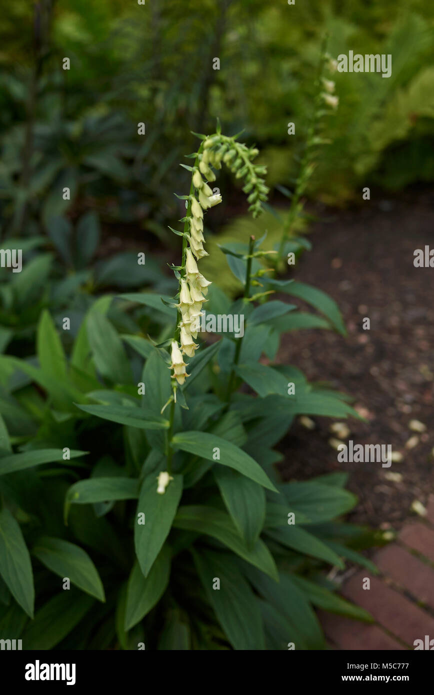 Digitalis lutea Banque de photographies et d’images à haute résolution ...