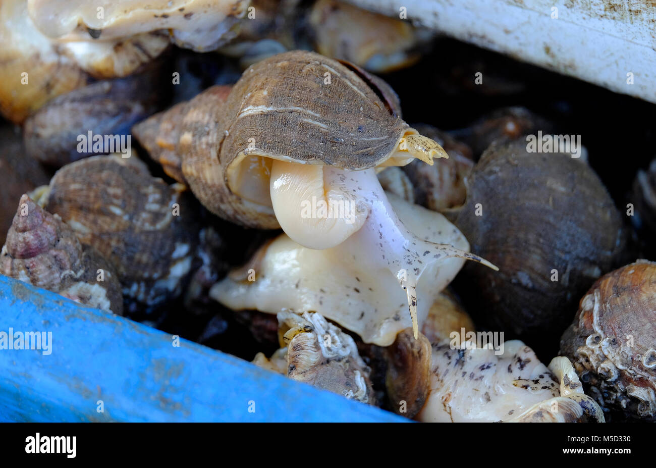 Coquille de buccin Banque de photographies et d’images à haute ...