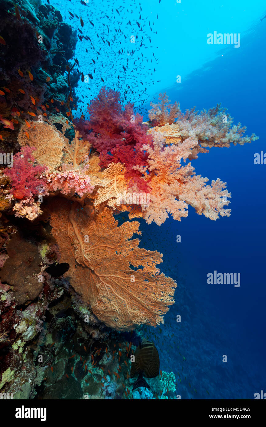 Corail mou gorgone Banque de photographies et d’images à haute ...
