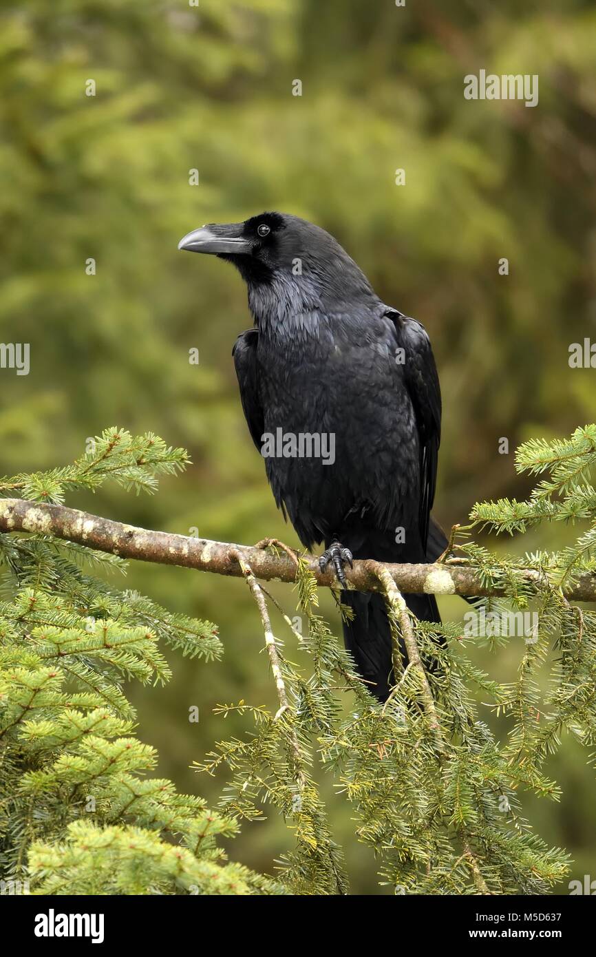 Corbeau commun corvus corax sur branche Banque de photographies et d ...