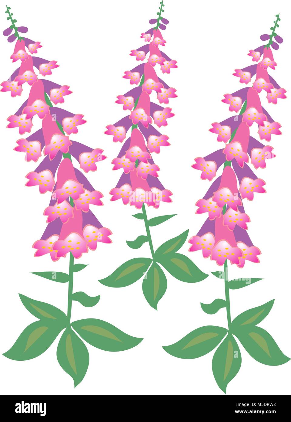 Fleurs de digitale Banque d'images vectorielles - Alamy
