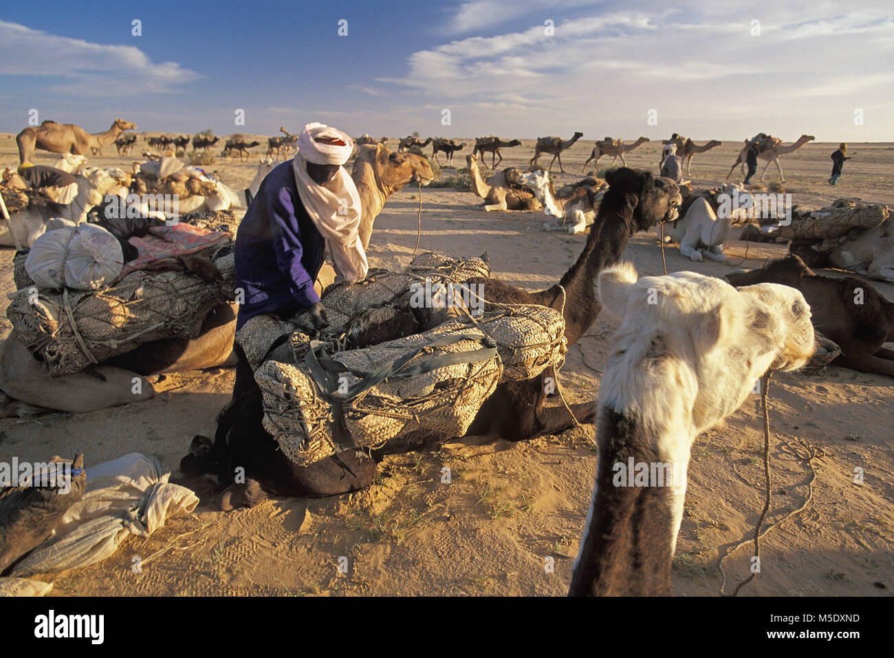 Le Niger. D'Agadez. Désert du Sahara. Sahel. Désert du Ténéré. Tribu ...