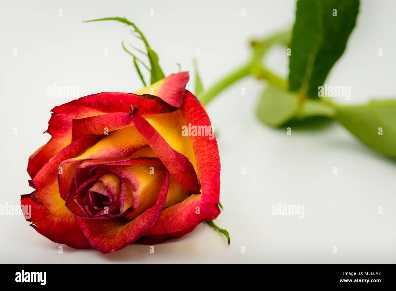 Rose rouge et jaune Banque de photographies et d’images à haute ...