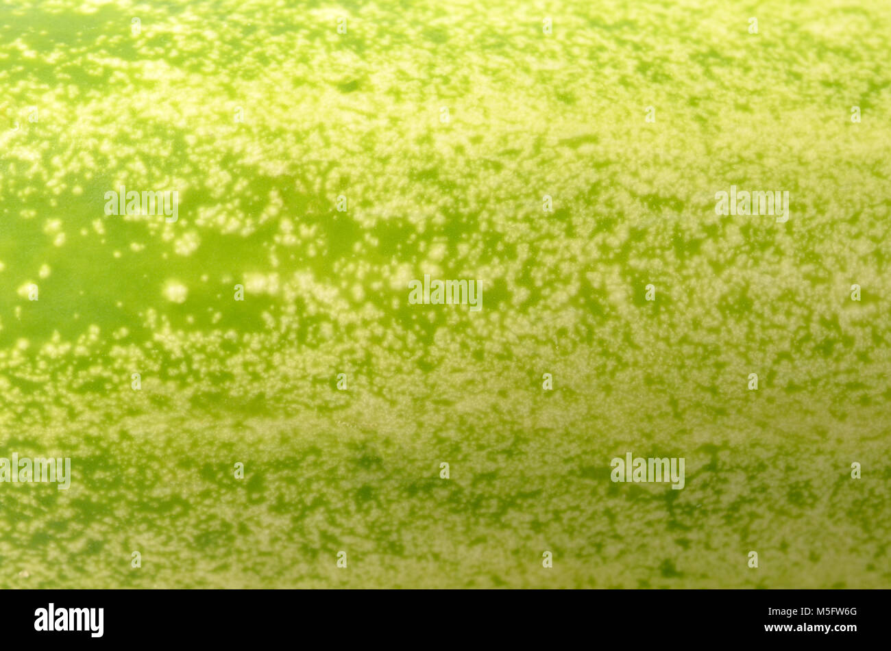 Motif peau de concombre, le concombre, une texture sélectionner focus ...