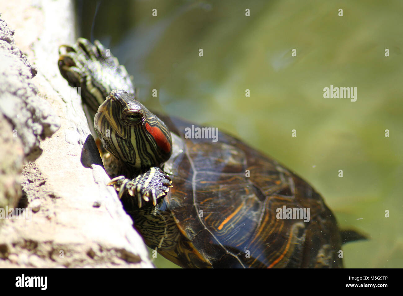 Red eared slider trachemys scripta elegans Banque de photographies et d ...