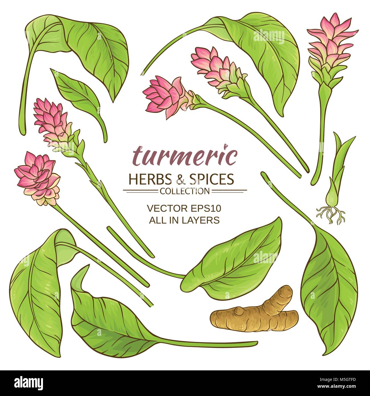 Plante curcuma vector illustration sur fond blanc Image Vectorielle ...