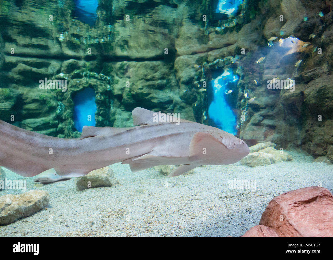 (Stegostoma fasciatum requin Zebra) dans Poema del Mar, nouvel aquarium ...