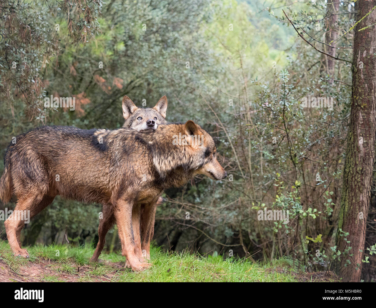 Loup couple Banque de photographies et d’images à haute résolution - Alamy