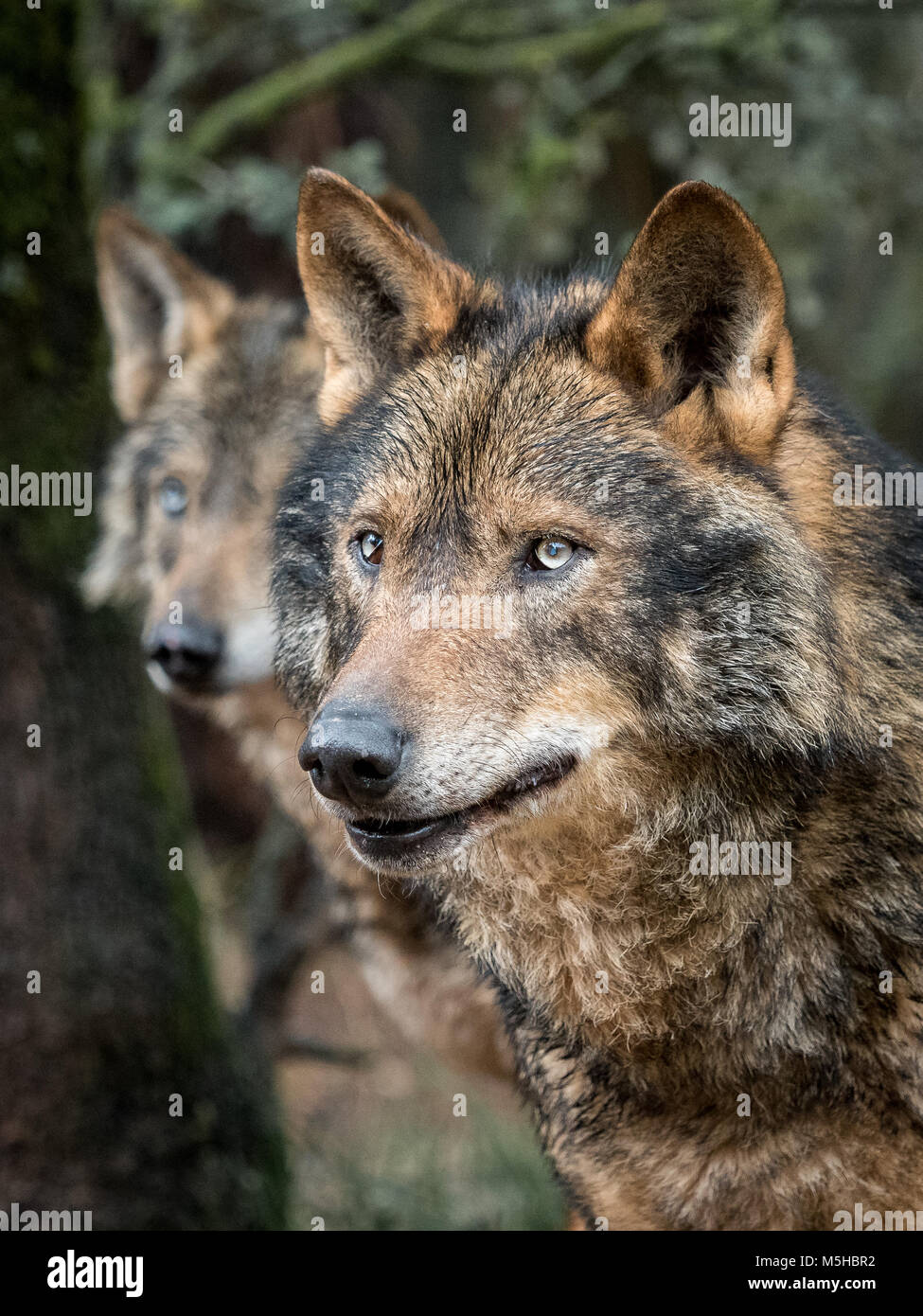 Loup couple Banque de photographies et d’images à haute résolution - Alamy