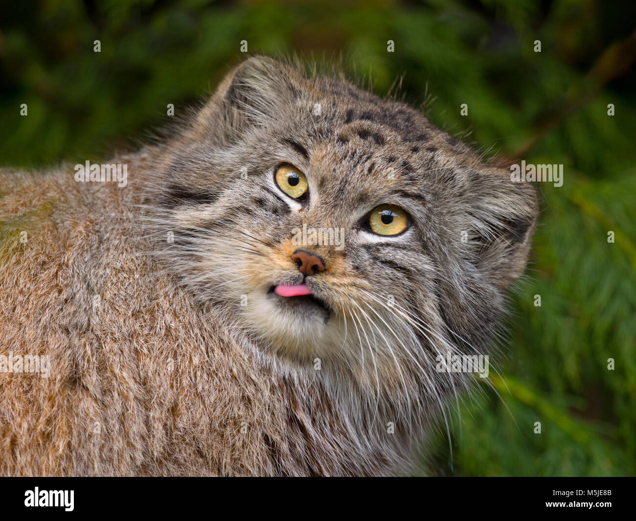 Le chat de Pallas Otocolobus manul Photo Stock - Alamy