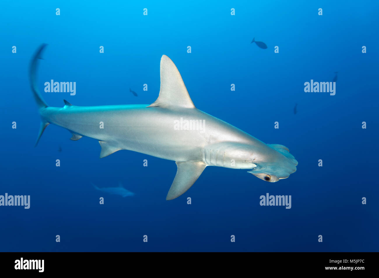 Requin marteau halicorne (Sphyrna lewini) nage dans la mer ouverte,Mer ...