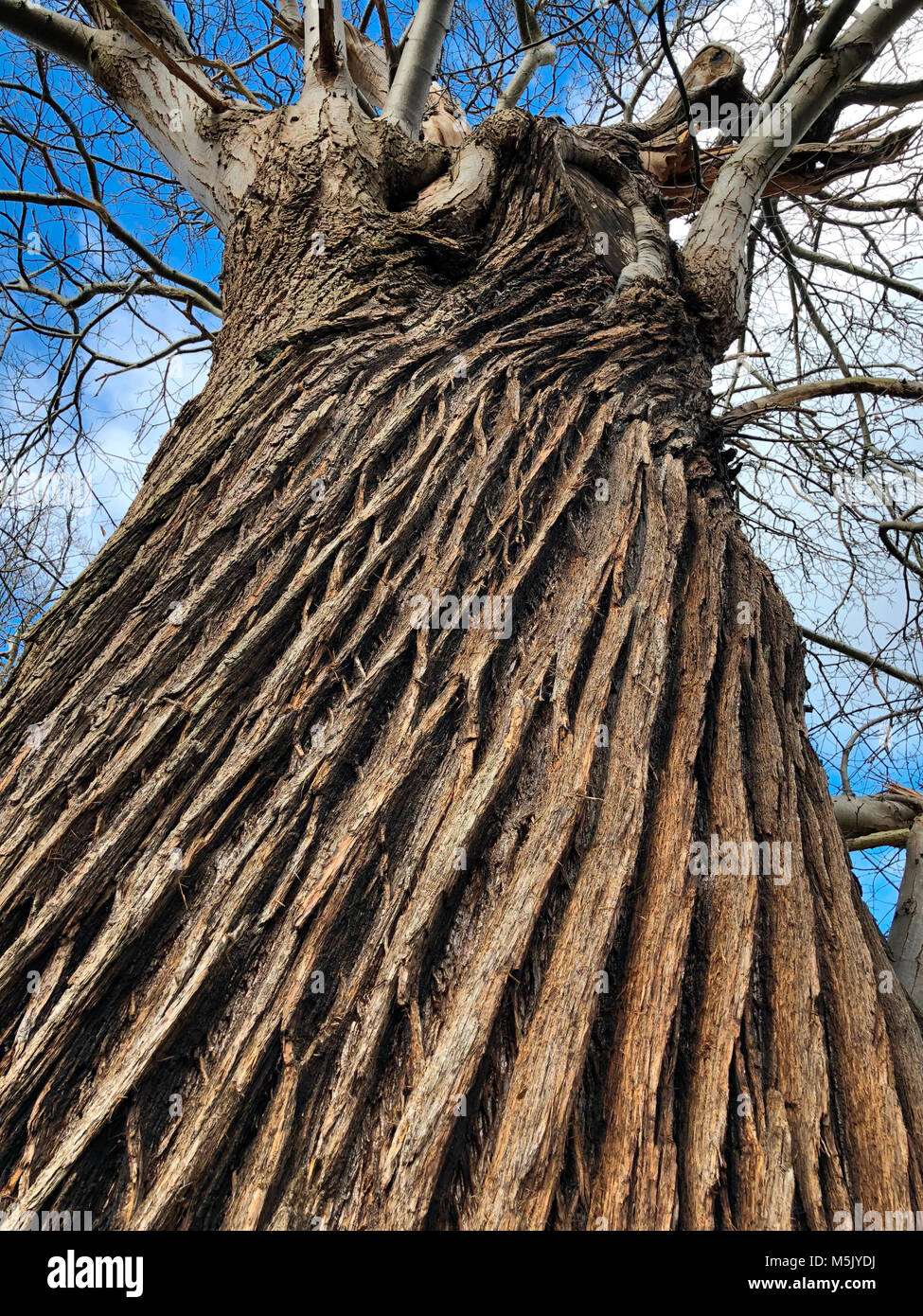écorce sur un arbre écorce rugueuse sur un arbre Banque de ...
