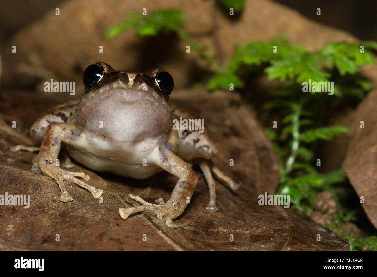 Grenouille terrestre Banque de photographies et d’images à haute ...