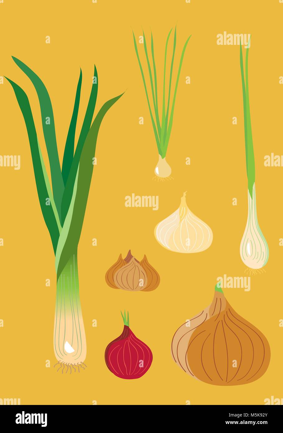 Une illustration de la famille des oignons de légumes Image Vectorielle ...