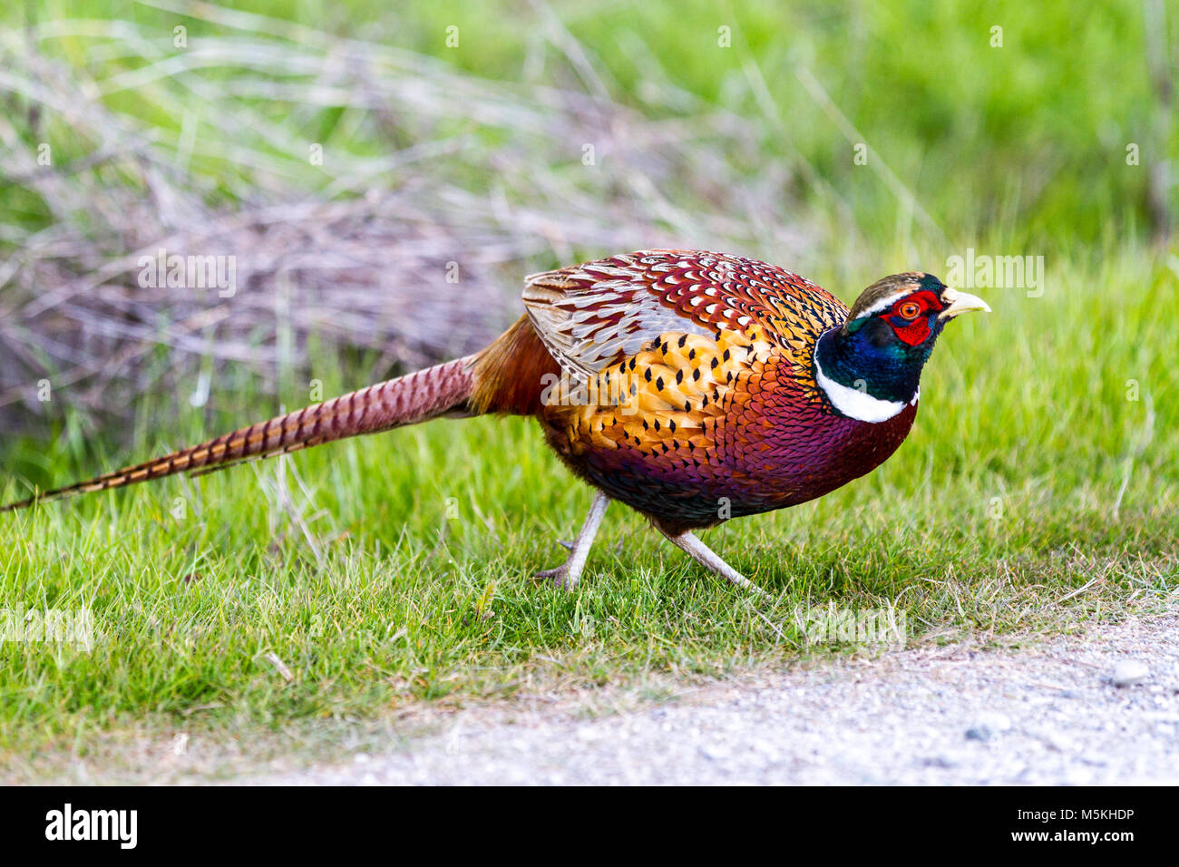 Le faisan à collier chinois (Phasianus colchicus) à la Sacramento ...