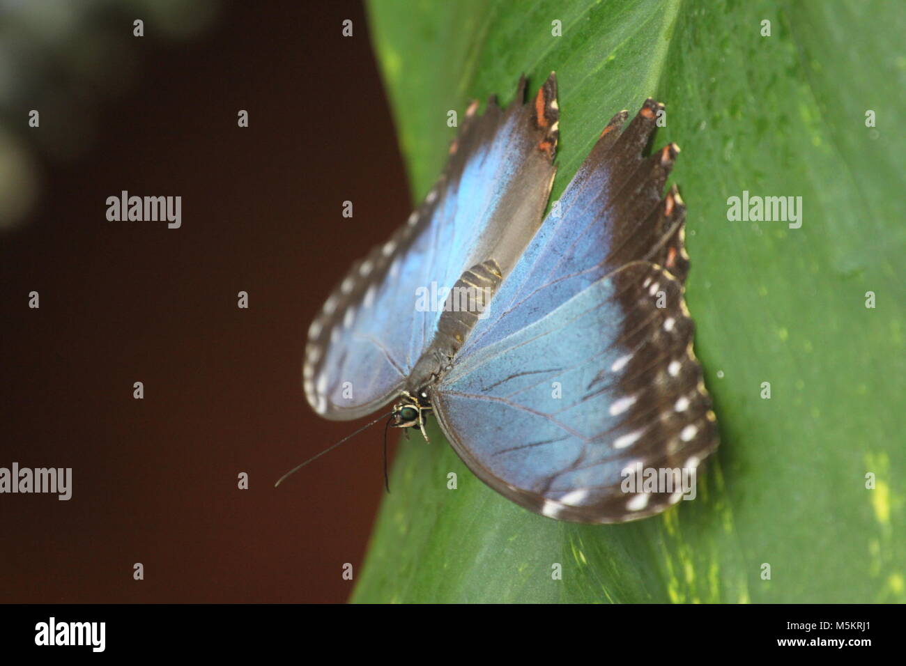 Menelaus blue morpho butterfly Banque d'image et photos - Page 3 - Alamy