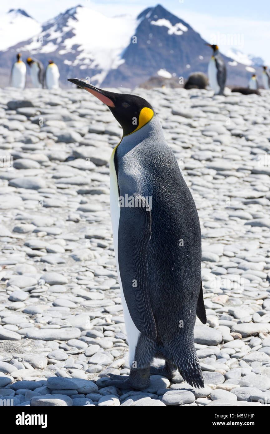 Un manchot royal debout dans profil sur une plage en pierre grise. Les ...