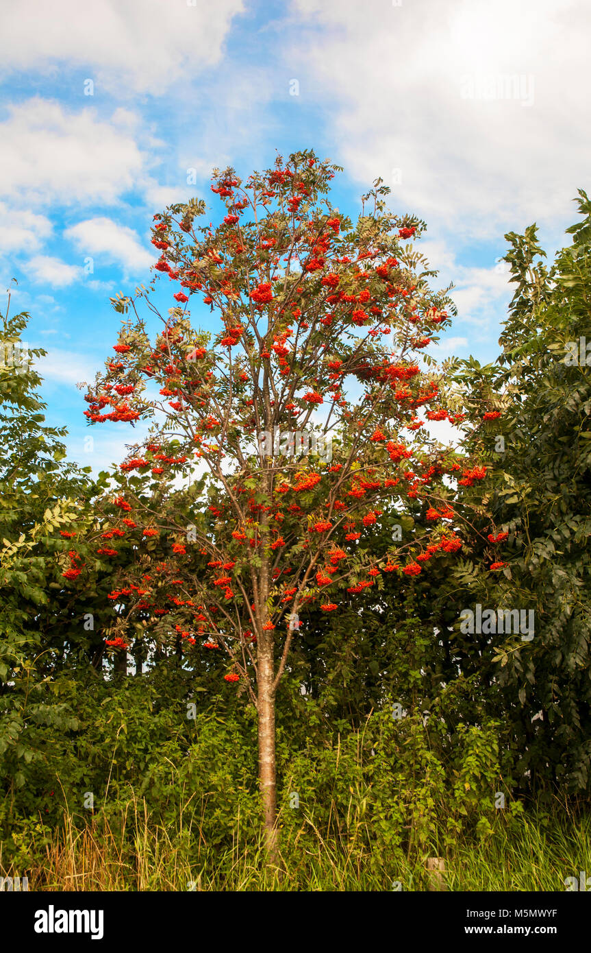 Sorbus aucuparia Banque de photographies et d’images à haute résolution ...