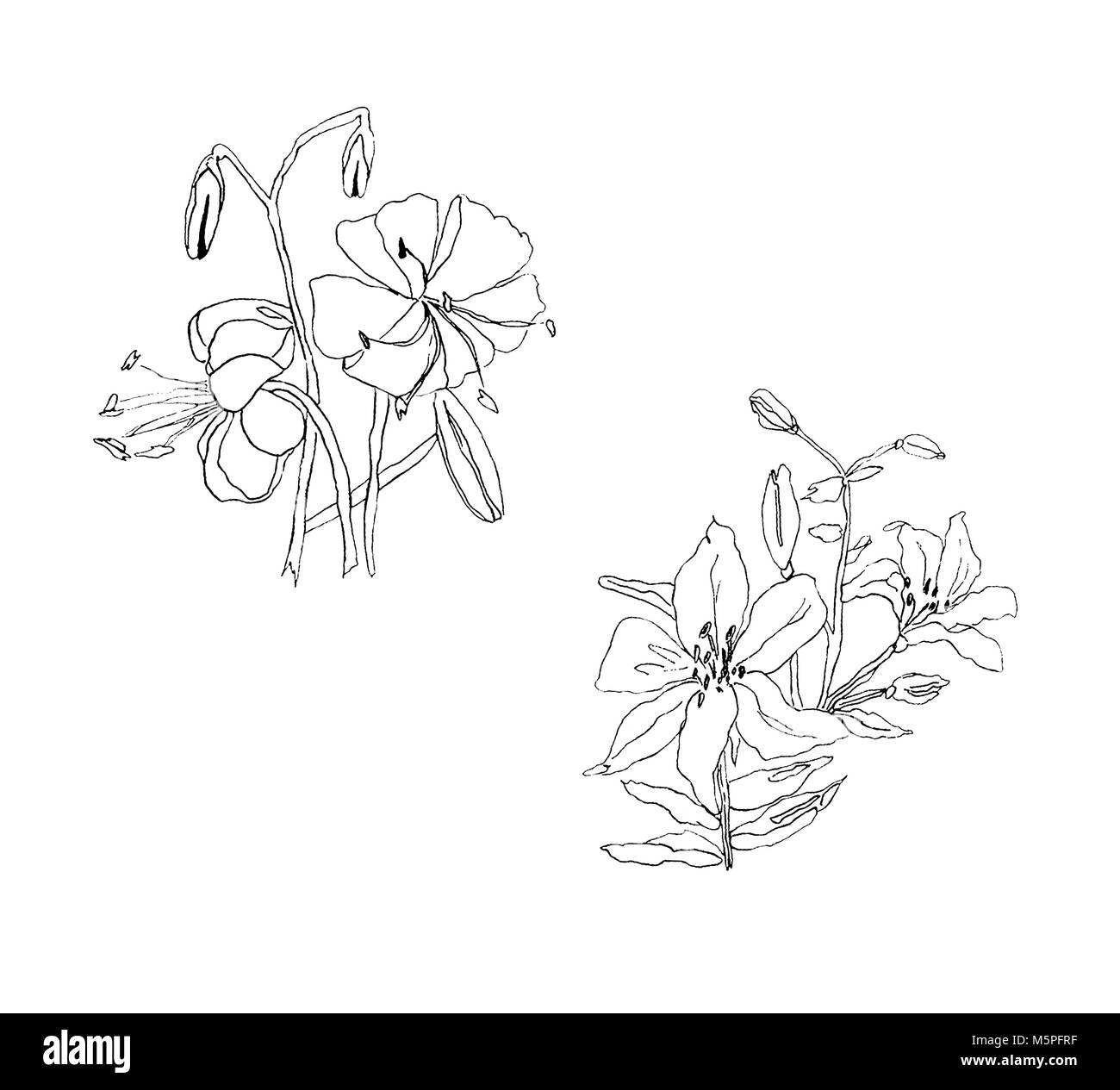 Contour De Dessin De Lys