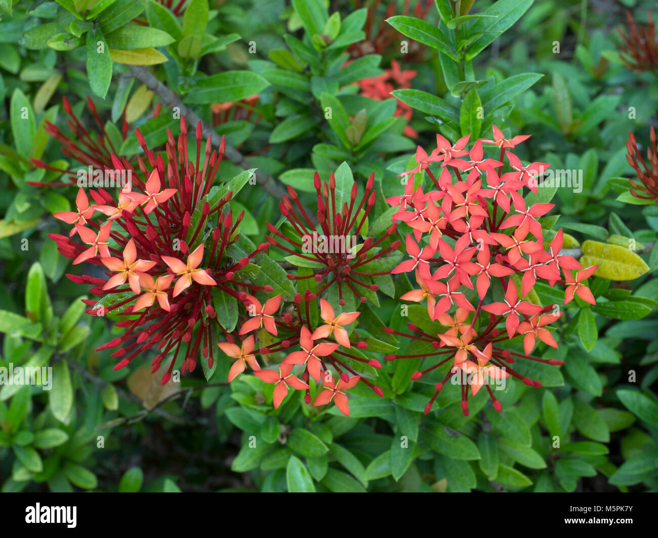 Ixora hedge Banque de photographies et d’images à haute résolution - Alamy