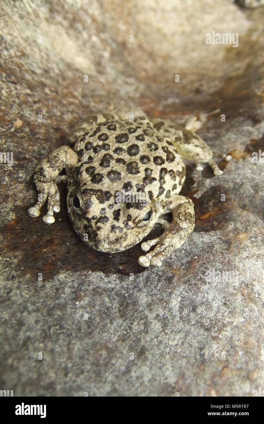 Pseudacris cadaverina Banque de photographies et d’images à haute ...