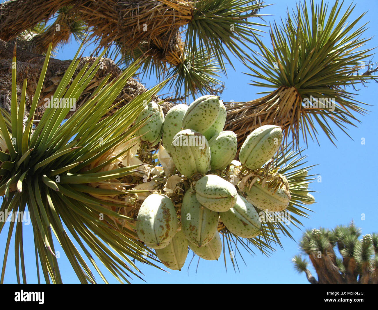 Yucca fruit Banque de photographies et d’images à haute résolution - Alamy