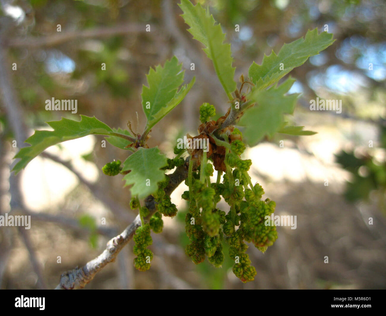 Arbre de chêne, chêne de pique-nique Photo Stock - Alamy