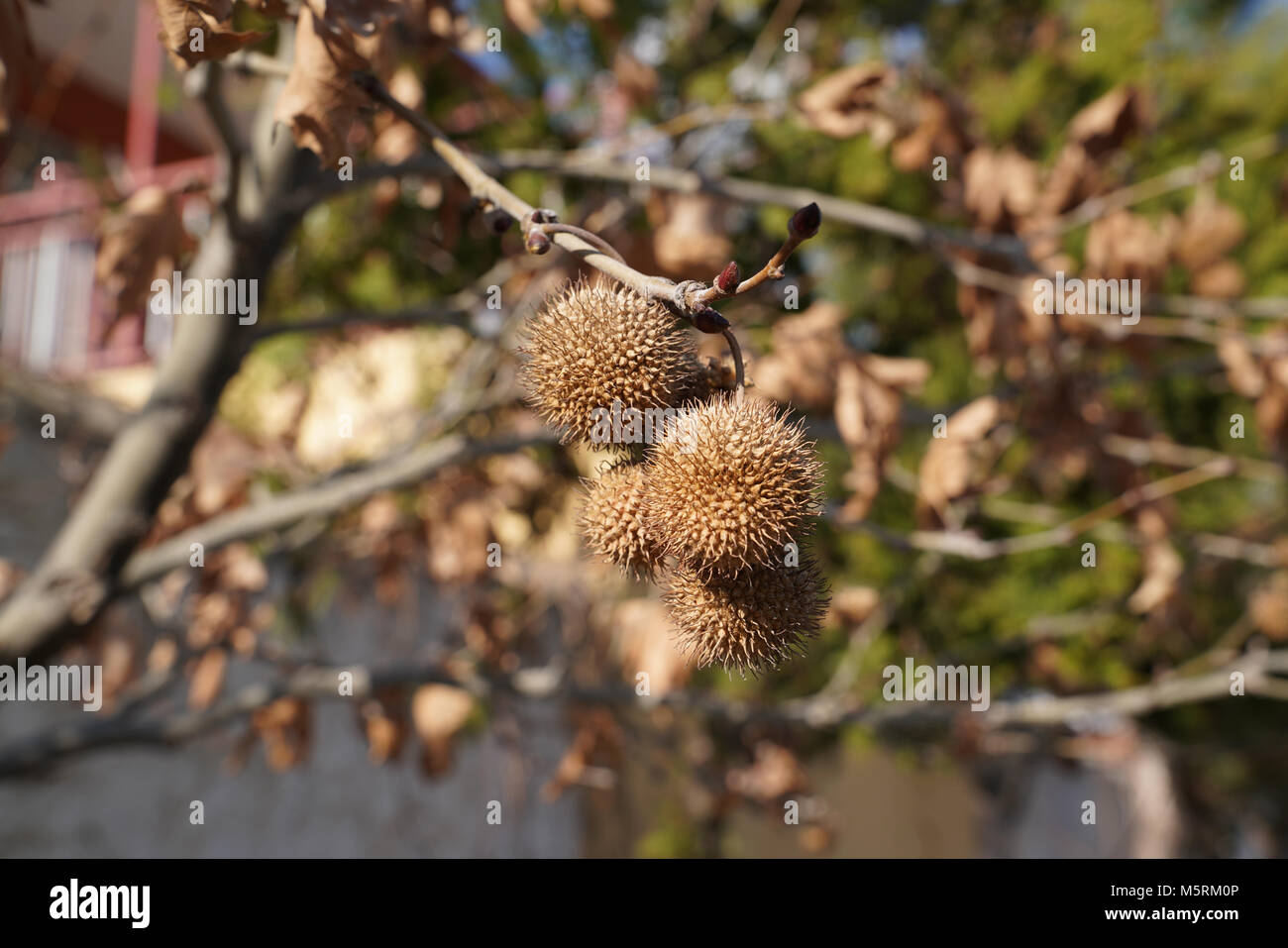 Platane graine Banque de photographies et d’images à haute résolution ...