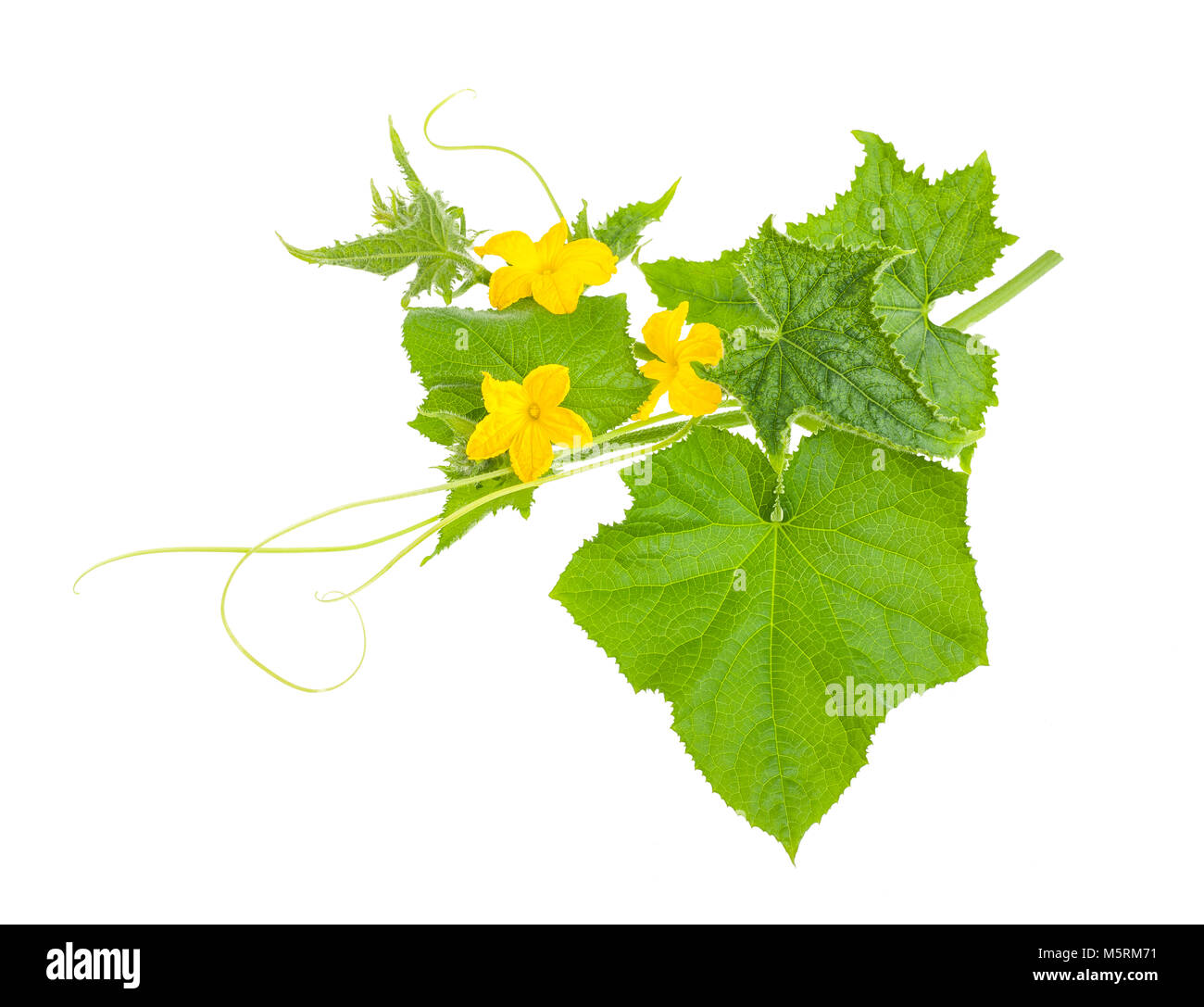 Fleur et feuilles de concombre Banque de photographies et d’images à ...