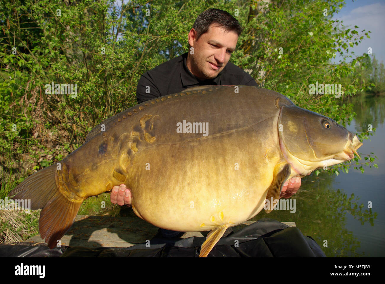 Carpe miroir Banque de photographies et d’images à haute résolution - Alamy