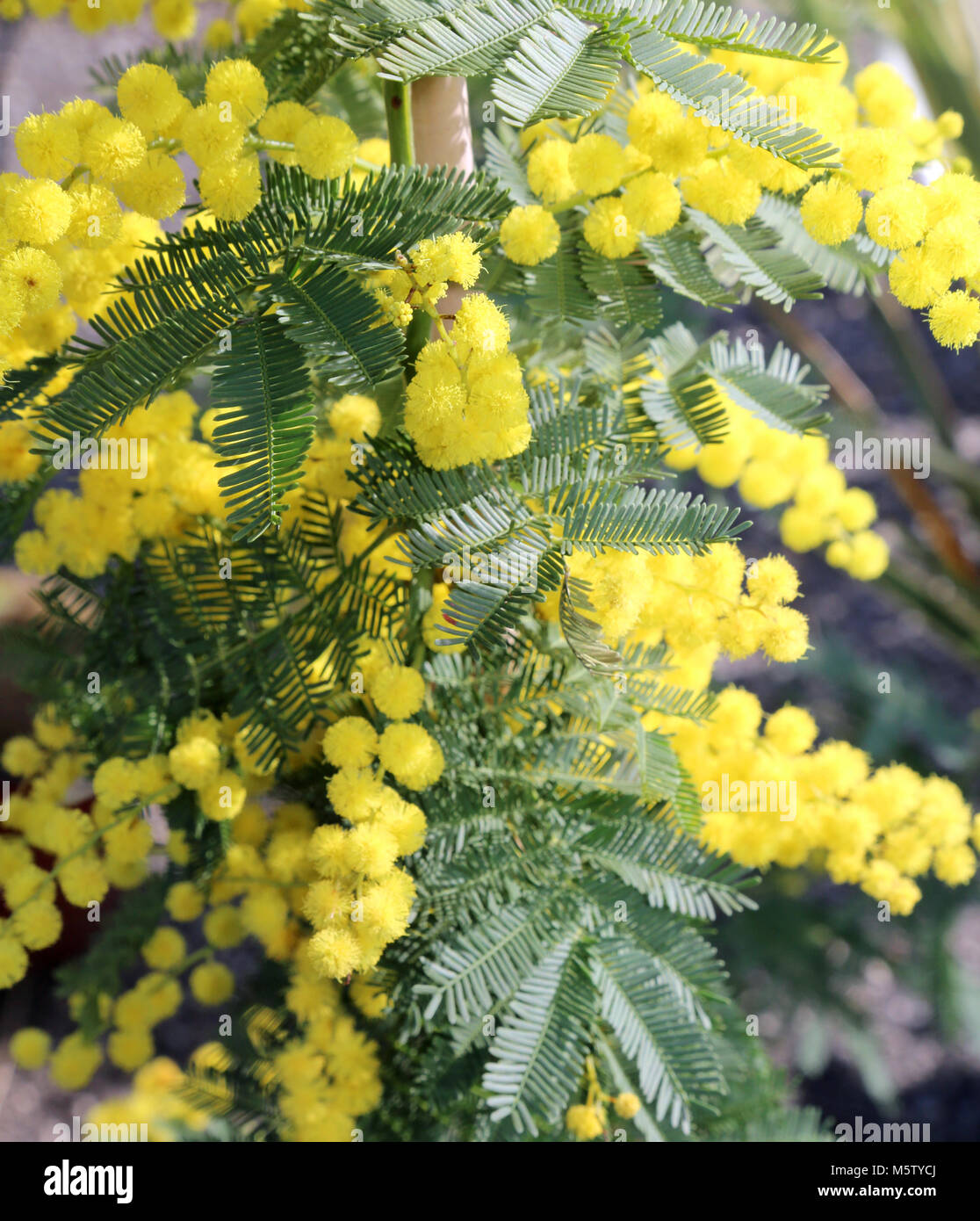 Bon nombre de plantes à fleurs mimosa symbole de la journée ...