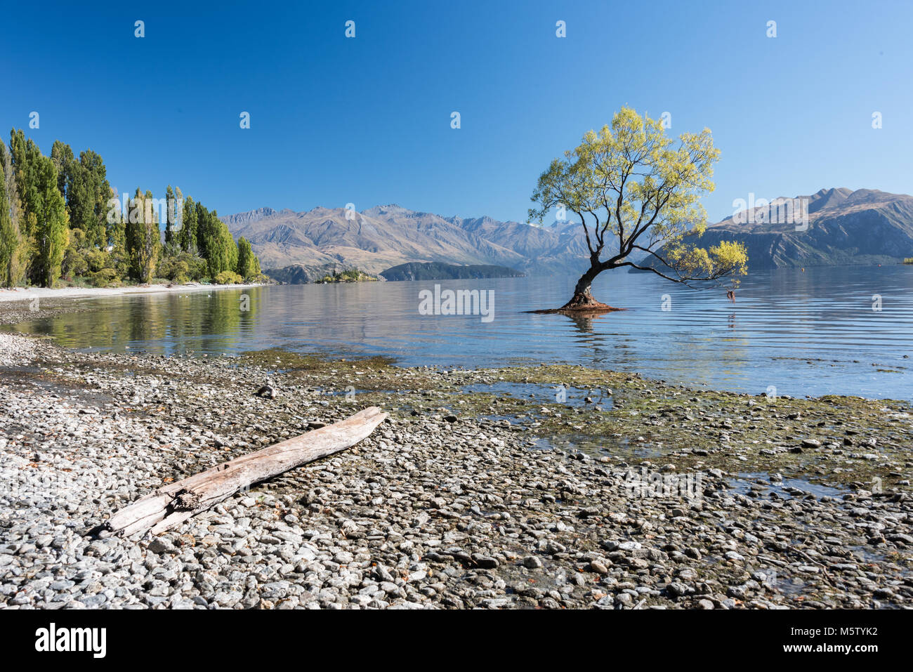 Arbre solitaire du lac wanaka Banque de photographies et d’images à ...