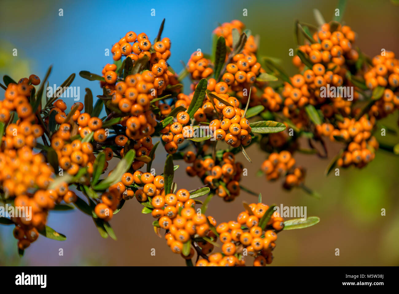 Plante de haie rouge pyracantha Banque de photographies et d’images à ...