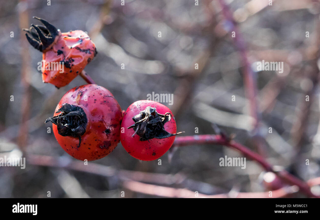 Le flétrissement des baies toxiques rouge après le gel Photo Stock - Alamy