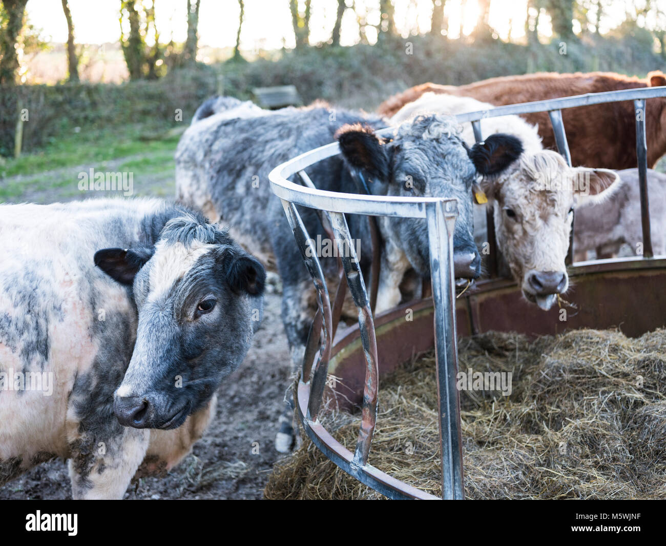 Vaches à l'auge Banque de photographies et d’images à haute résolution ...