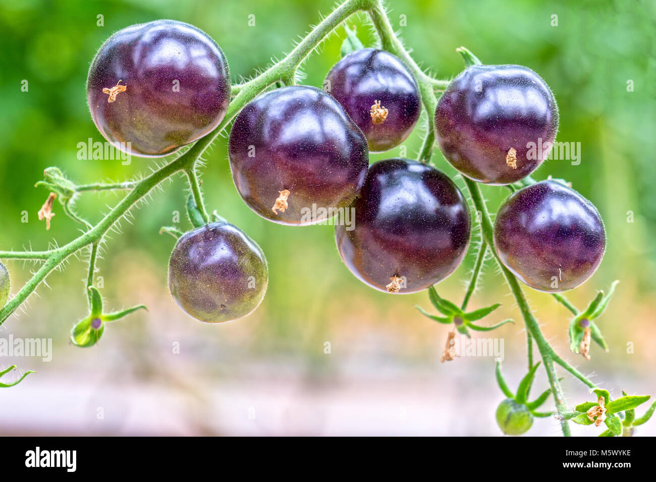 Feuille de rose aux anthocyanes Banque de photographies et d’images à ...
