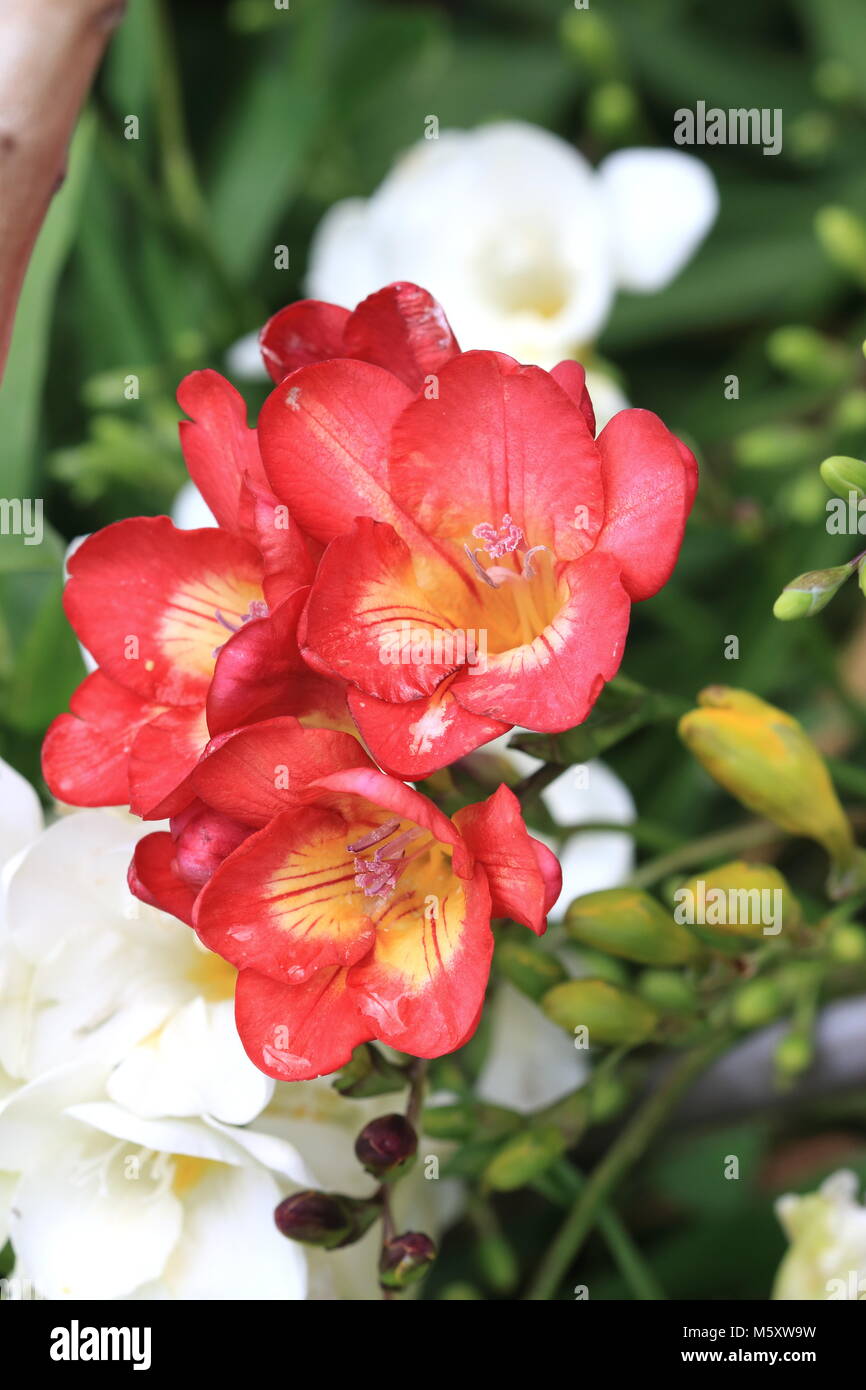 X frais Banque de photographies et d’images à haute résolution - Alamy