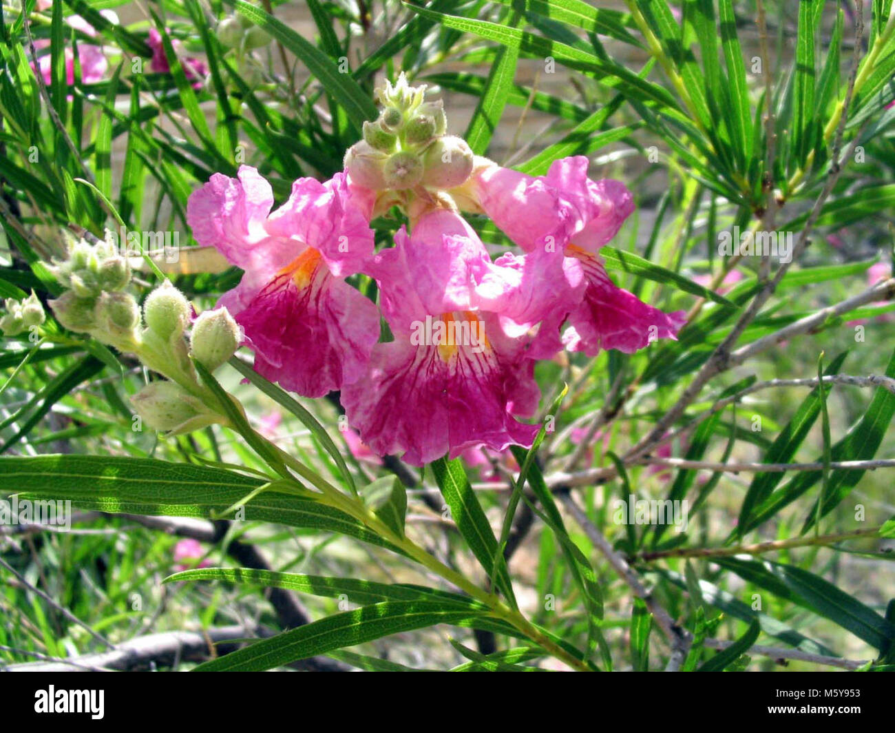 Chilopsis linearis Banque de photographies et d’images à haute ...