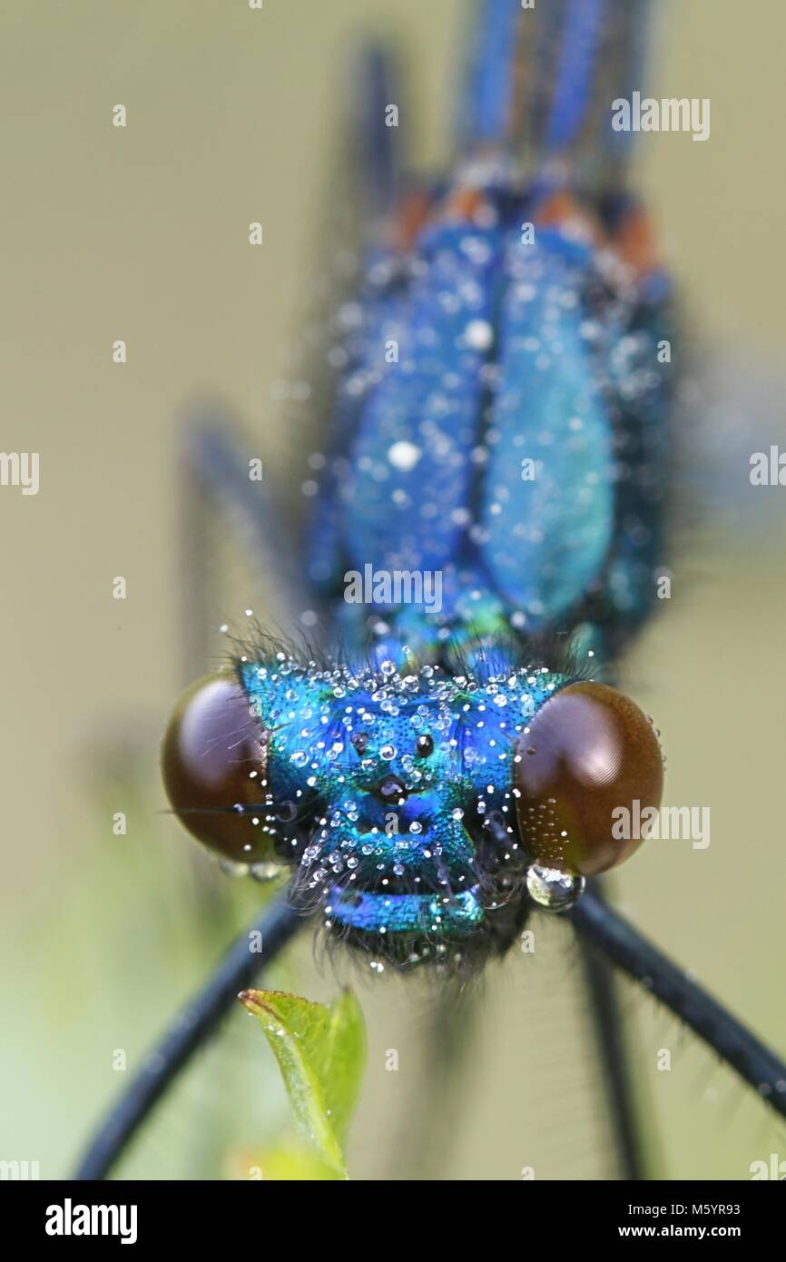 Insecte bleu vif Banque de photographies et d’images à haute résolution ...