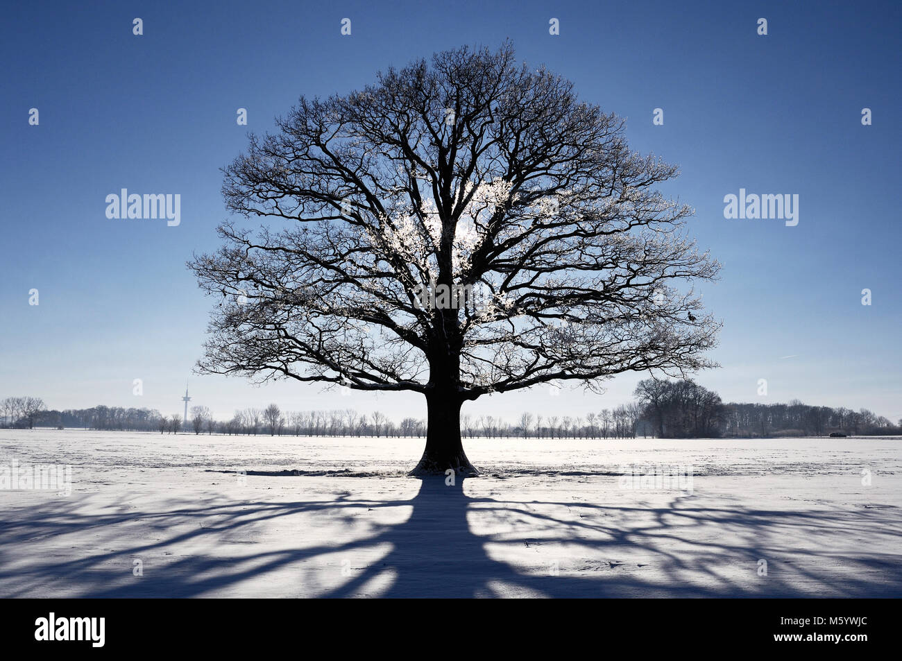 Hiver eiche Banque de photographies et d’images à haute résolution - Alamy